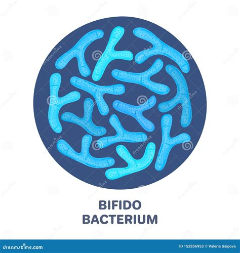 Vector Probiotics In Circular Shape Bifidobacterium Microbiome Stock