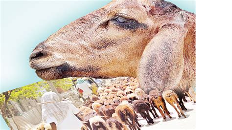నతతనడకన గరరల పపణ Distribution of sheep on a snail s pace