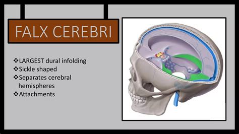 Venous Dural Sinuses And Cavenous Venous Sinus Ppt