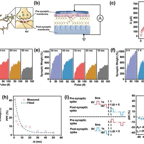 Synaptic Plasticity Simulation A Schematic Diagram Of The Biological Download Scientific