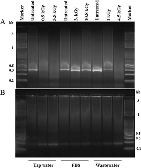 Amplification Products Of The Nested Pcr Of Extracted Genomic Dna From