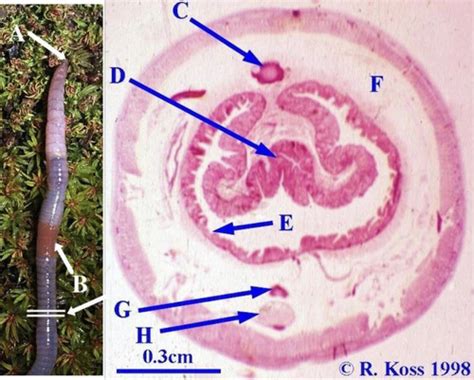 Invertebrate Segmented Worms Dissection Flashcards Quizlet