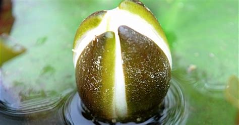 곧 피어날듯 한 연꽃 봉오리