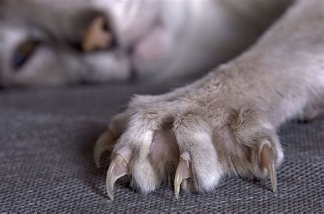 How To Cut Overgrown Cat Claws At Nina Roberts Blog