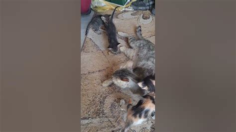 বাচ্চাদের দুধ পান করাচ্ছে সৌদি প্রবাসী প্রবাস সোদি কৃষি Youtube