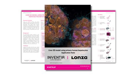Liver 3d Model Using Primary Human Hepatocytes