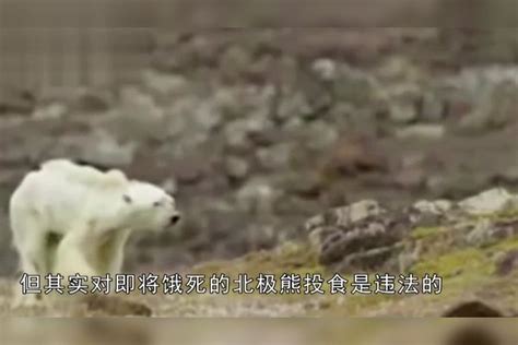 投食犯法？即将饿死的北极熊不能投食，背后原因太残酷！北极熊原因