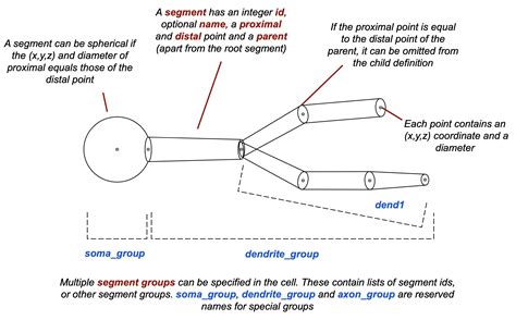 Handling Morphology Files NeuroML Documentation