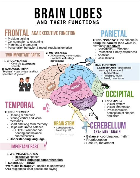 26 Brain Development Ideas To Save Today Brain Facts Psychology Notes Neuropsychology And More