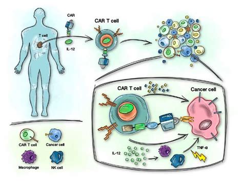 Fourth Generation Car T Cells T Cells Redirected For Universal Download Scientific Diagram