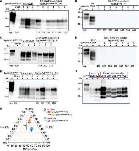 Figure 2 From Human Prion Protein Sequence Elements Impede Cross Species Chronic Wasting Disease