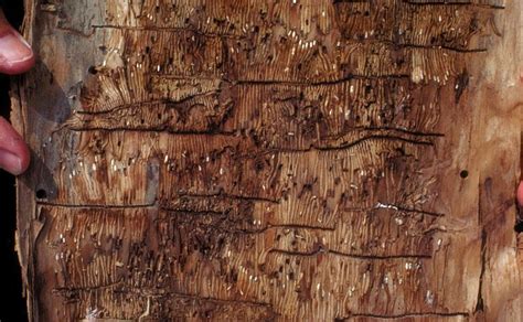 Ash Bark Beetles Hylesinus Spp Urban Ipm Montana State University