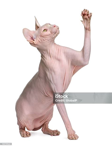 측면 보기 Sphynx 자본가 휴식 발톱 바라요 스핑크스헤어리스캣에 대한 스톡 사진 및 기타 이미지 스핑크스헤어리스캣 흰색 배경 닿음 Istock