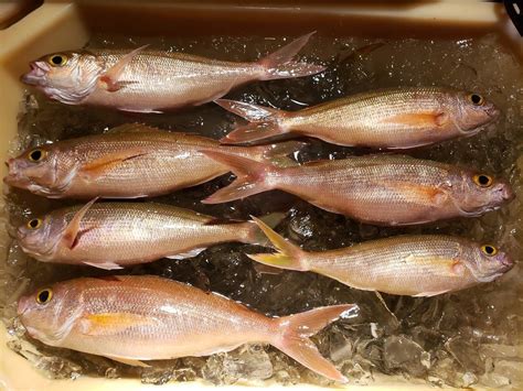 ヒメダイの特徴見分け方 写真から探せる魚図鑑