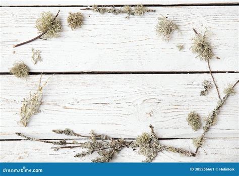 White Rough Wood Board Background With Frame Made With Lichen Stock