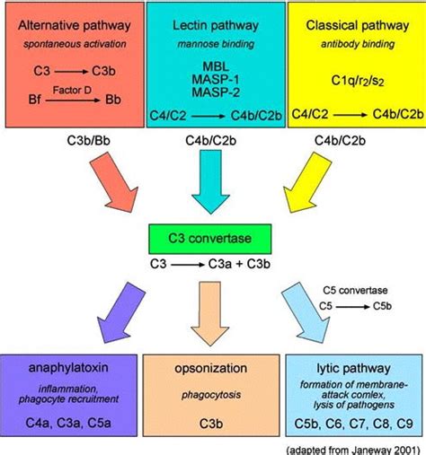 Tissue Interactions And Biocompatibility