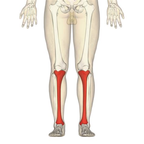 Tibia Wikipedia