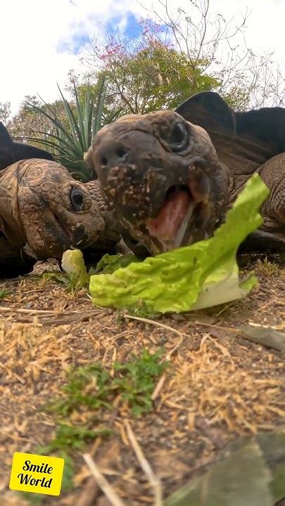 Turtle 🐢viralreels Reels Viralvideos Instagram Viral Reelsinstagram Reelsinstagram Viral