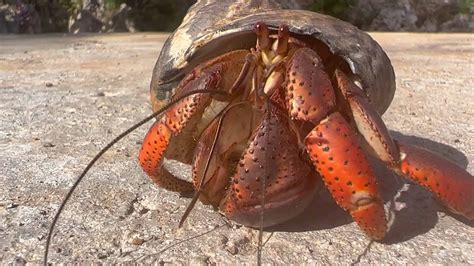 Soldier Crab Caribbean Hermit Crab Coenobita Clypeatus Youtube