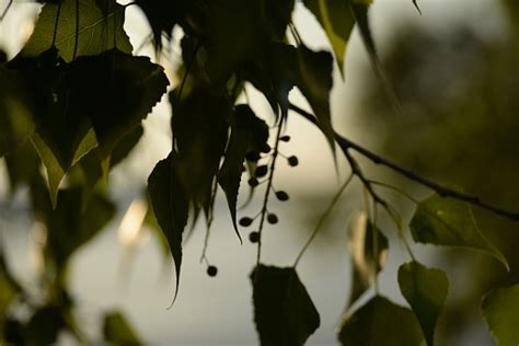 녹색 포플러는 해변 화창한 날 클로즈업 매크로 사진 촬영 잎을 클로즈업합니다 0명에 대한 스톡 사진 및 기타 이미지 0명 가까운 가로수 Istock