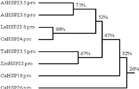 Phylogenic Analysis Of Amino Acid Sequences Of SHSPs From C Annuum L
