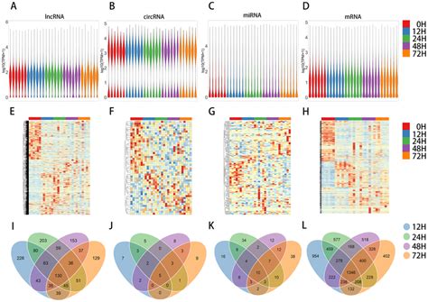 Expression Patterns Of LncRNAs CircRNAs MiRNAs And MRNAs During