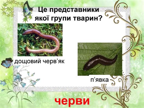 Матеріали до теми Комахи природознавство