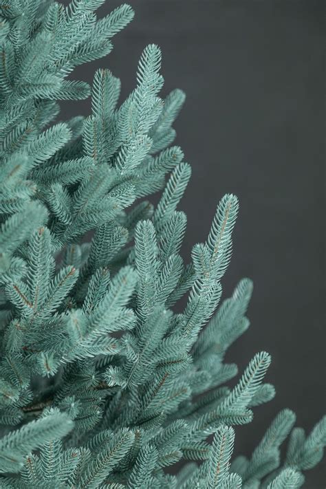 ᐉ Ялинка лита Sg Віденська 1 8 м Блакитний 4571 01 • Краща ціна в Києві Україні • Купити в