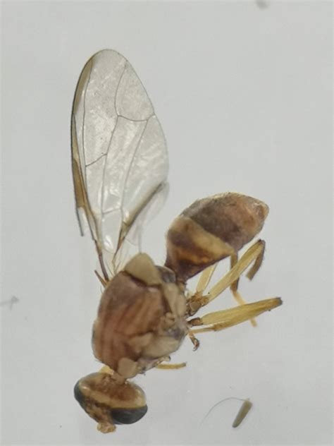 Pest Classification Classification Dataset And Pre Trained Model By