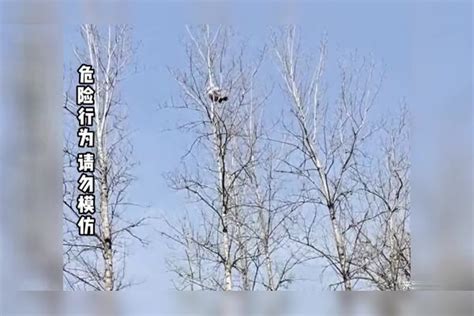 男子树顶玩杂技，树枝摇晃惊险万分！