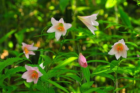 ヒメサユリ四季の山野草夏の野山
