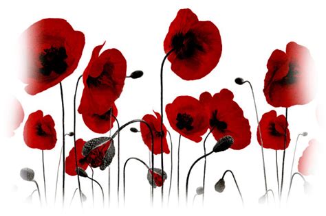 Remembrance Day 2022 What Do Red Poppies Symbolise
