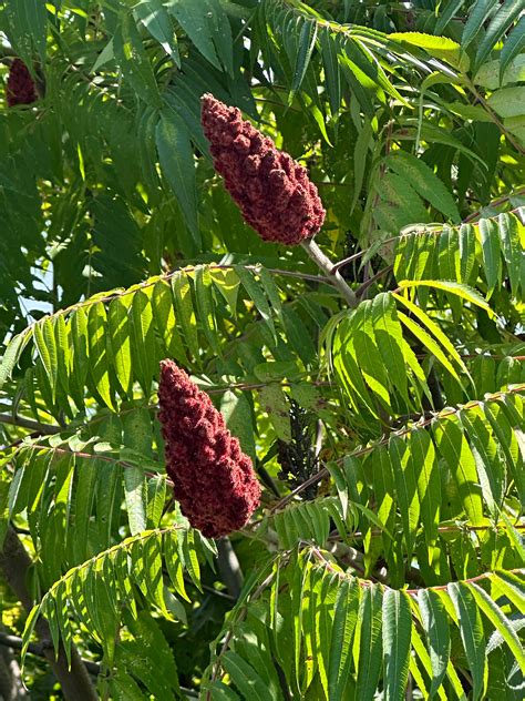 Native Plant Staghorn Sumac Is A Tree And A Shrub