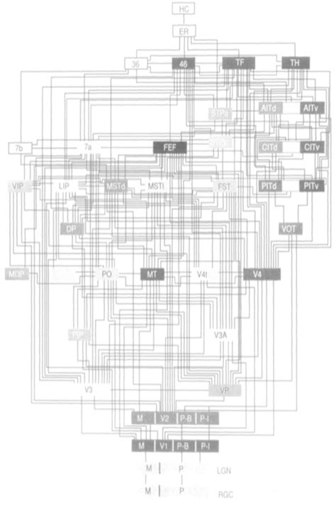 processing of the primate visual cortex download scientific diagram
