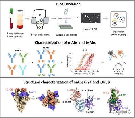 清华大学程功教授团队与合作者发现和设计抗新冠omicron变异株的广谱中和抗体 研究 诱导 病毒