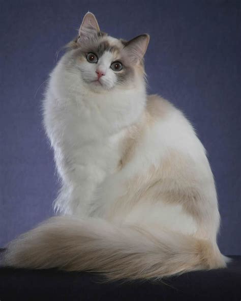 Порода Кошек Рэгдолл Фото Цена — Картинки фотографии