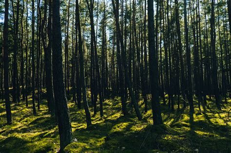 아름다운 소나무와 전나무 숲이 숲 바닥을 덮고 있는 두꺼운 녹색 이끼 층이 있습니다 경치 좋은 전망 나뭇가지 땅 배경 사이로 비치는 햇빛 마법의 깊은 안개 낀 안개 낀