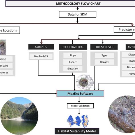 Schematic Diagram Of Workflow Followed For Modelling Habitat Download Scientific Diagram
