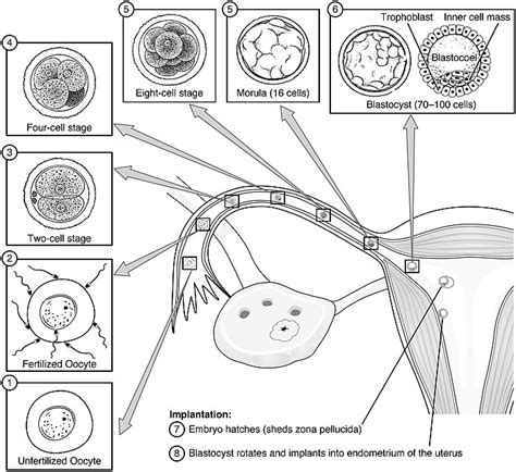 Blastocyst Wikipedia