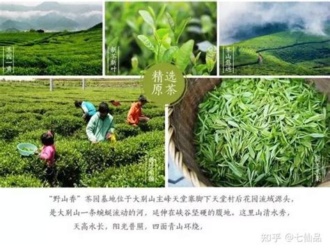 你所不知道的湖北特产一英山云雾茶 知乎