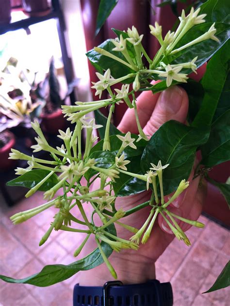 Cestrum Nocturnum аромат невероятный • Strawberry Mu