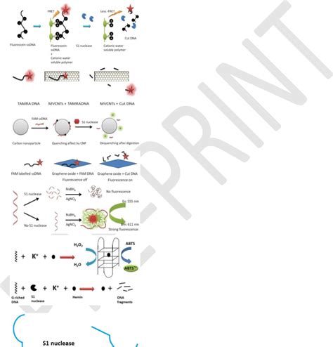 Fluorescence Based Biosensor Models For Detection Of Nuclease Activity Download Scientific