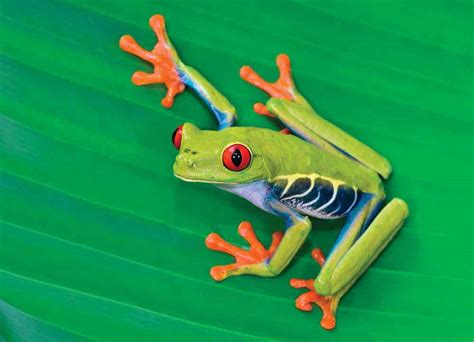 Red Eyed Tree Frog Habitat