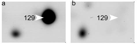 7 Variety Specific Protein Asr Under Control Conditions Experimental