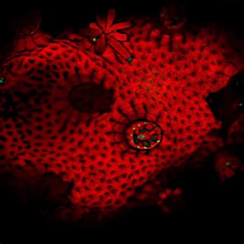Coral Under A 3d Microscope Doesnt Disappoint Its Alive And