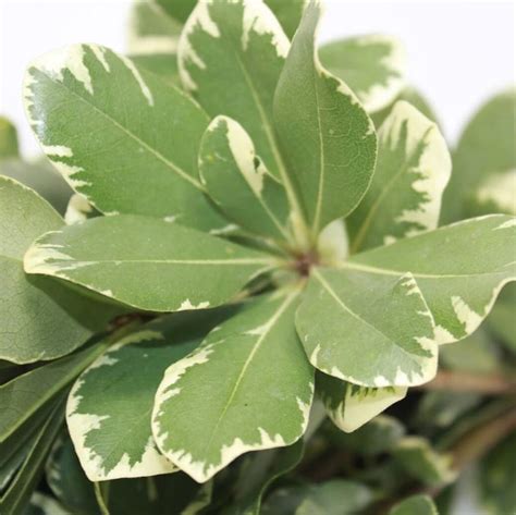 Variegated Pittosporum Versatile Greenery For Bouquets And Floral