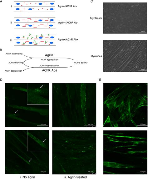 Skeletal Muscle Cell Differentiation And Achr Antibody Binding To Download Scientific Diagram