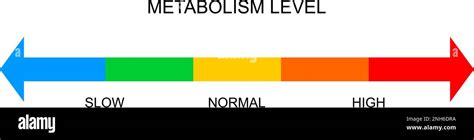 Metabolism Meter Horizontal Scale Metabolic Levels From Slow To High Colorful Chart With