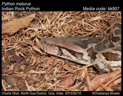 Python Molurus Linnaeus 1758 Indian Rock Python Reptiles