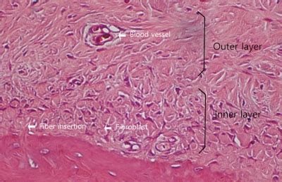 Periosteum Histology